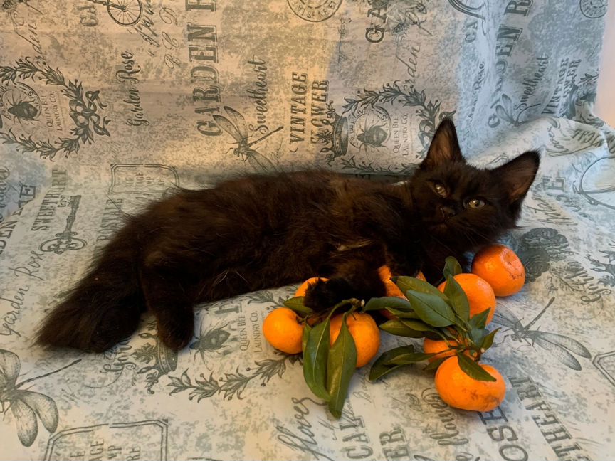 Котенок -Домовенок)