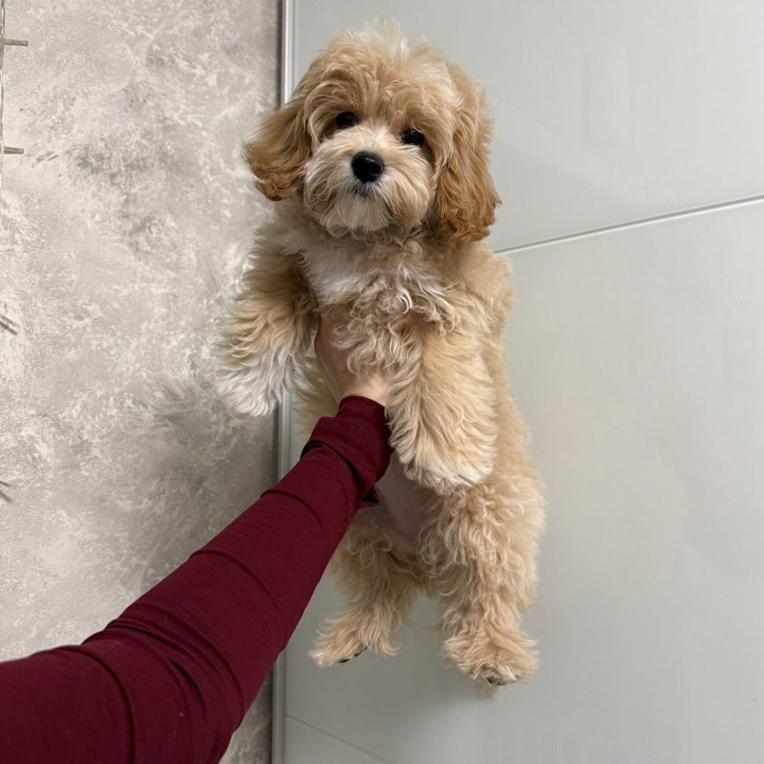 Мальтипу, щенок