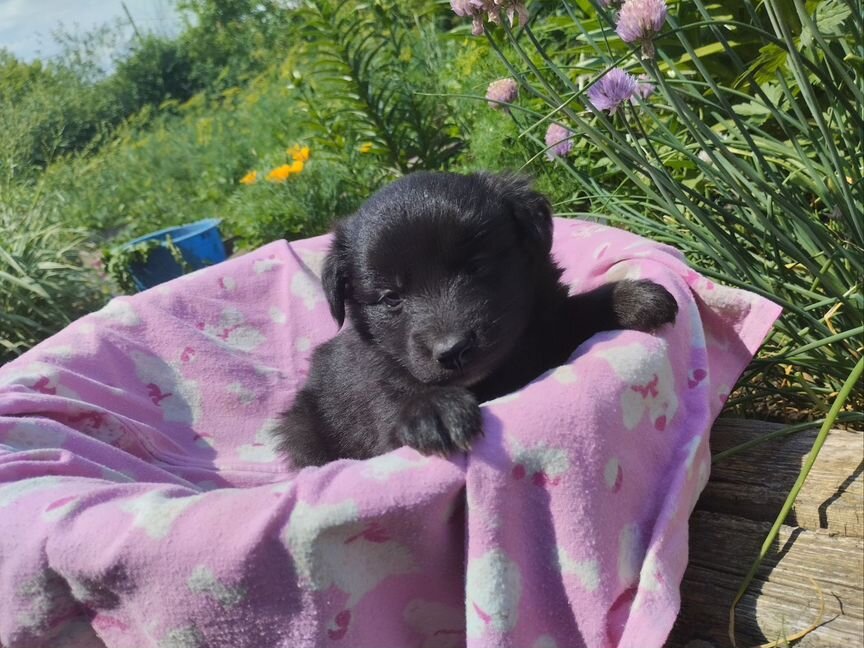 Продам собаку дворняшка