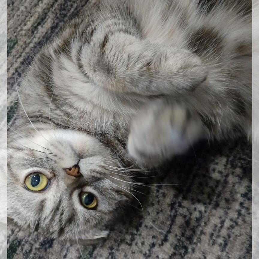 Шотландская вислоухая кошка серая