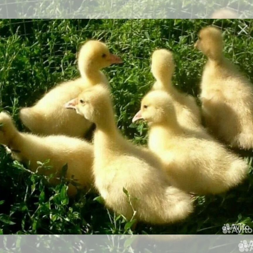 Гуси Линда, Крупный серый