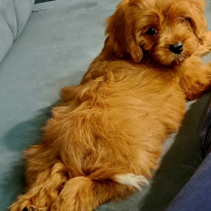 Я буду рядом с тобой всегда