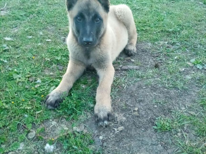 Бельгийская овчарка Малинуа