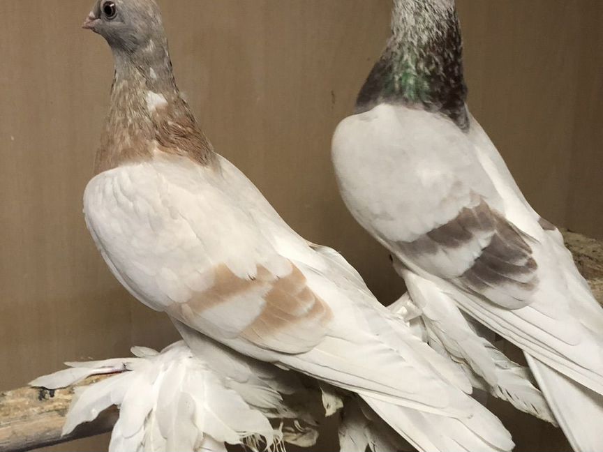 Голуби бойные, игровые