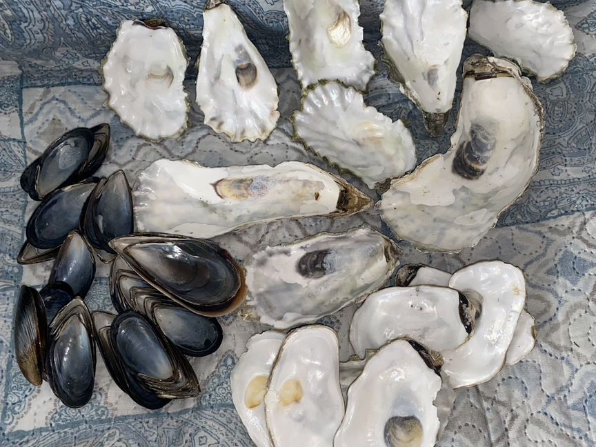 Ракушки устриц, мидий