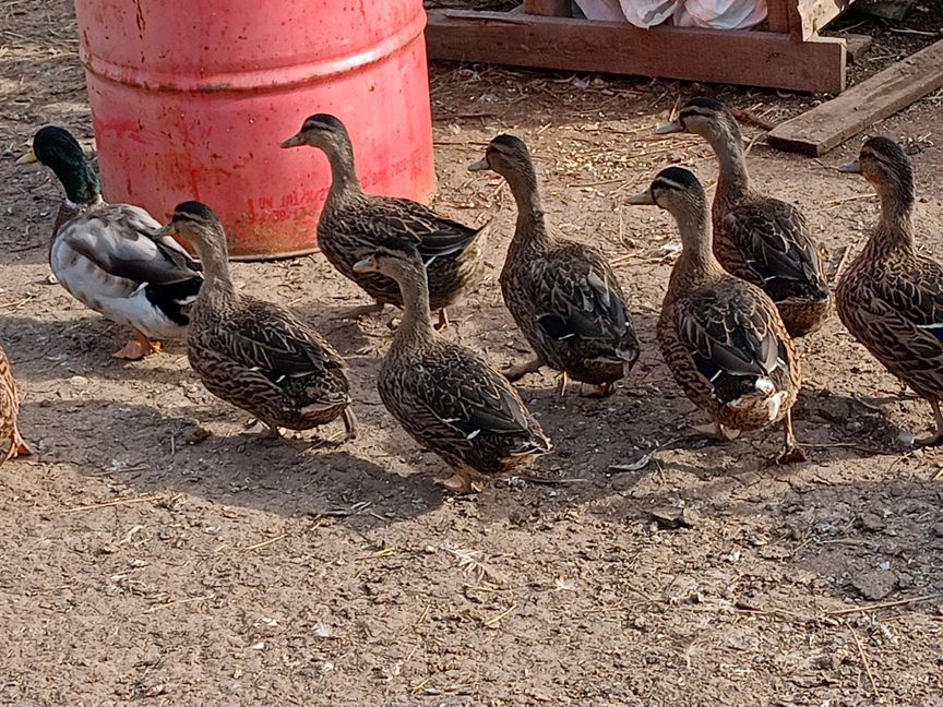 Утки и селезни подсадные