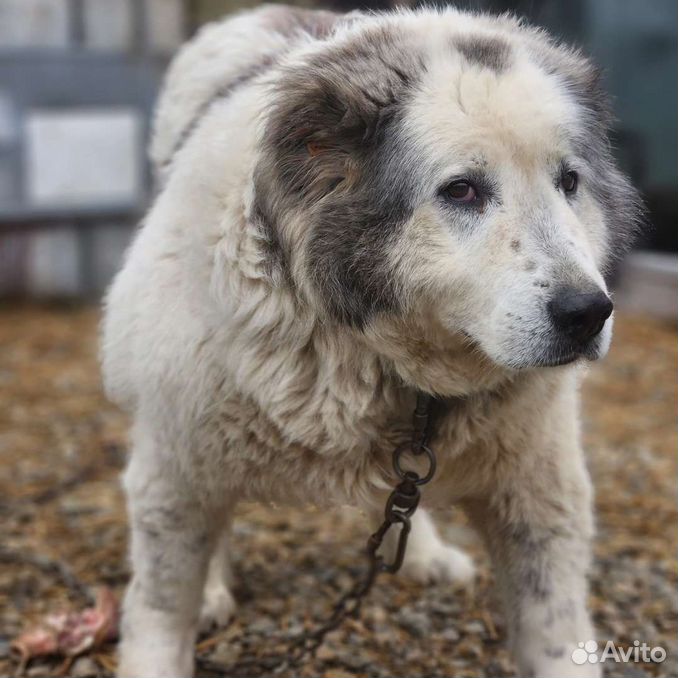 В добрые руки большая Пеппа