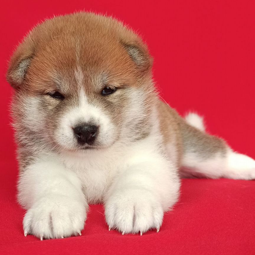 Сиба-ину, щенок