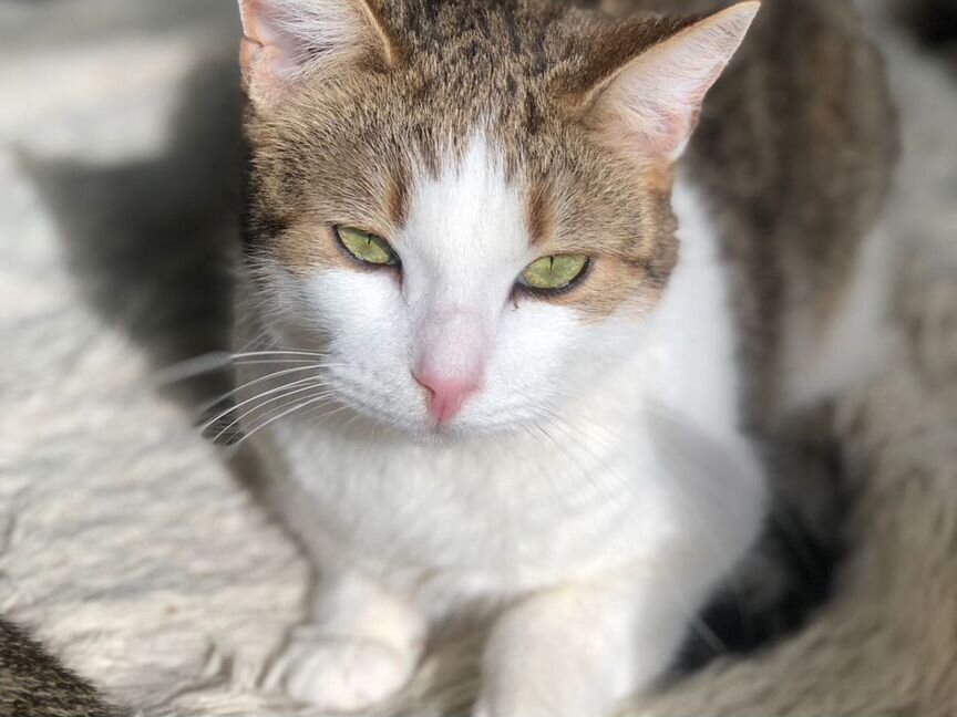 Кошка Лола