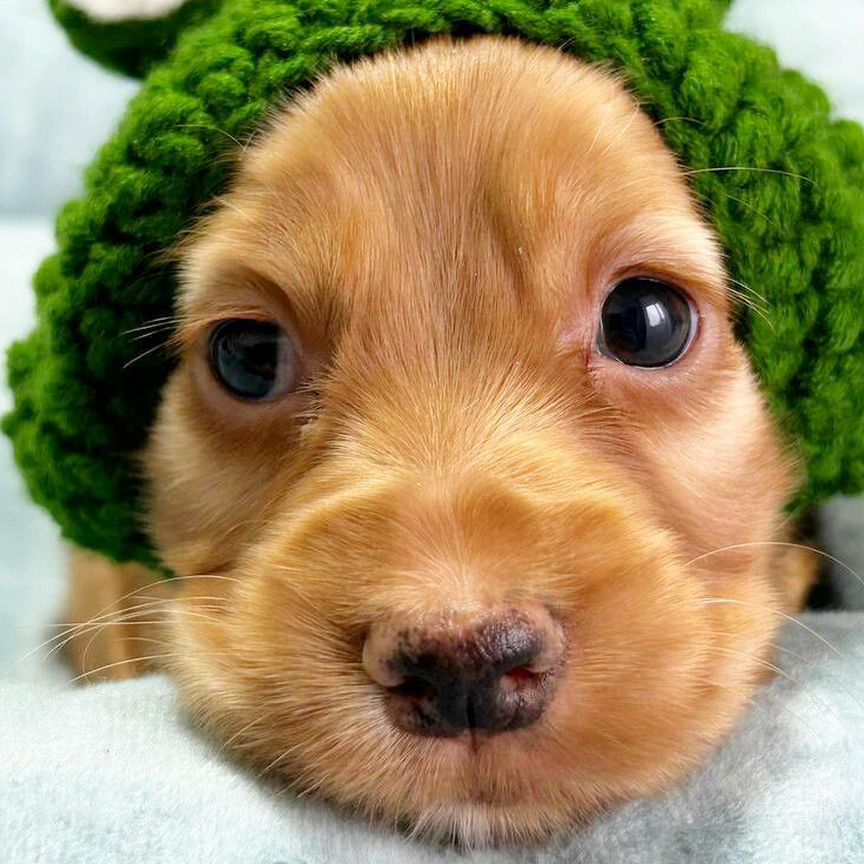 Английский кокер-спаниель, щенок