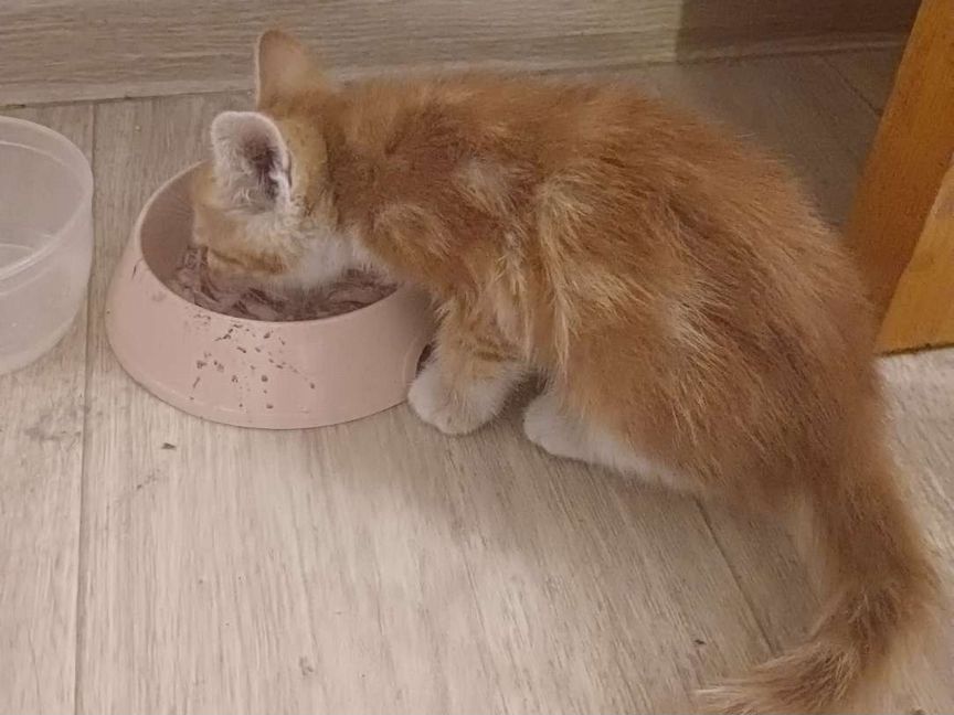 Котята в хорошие руки