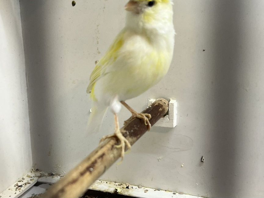 Канарейка самка желтая мозайка