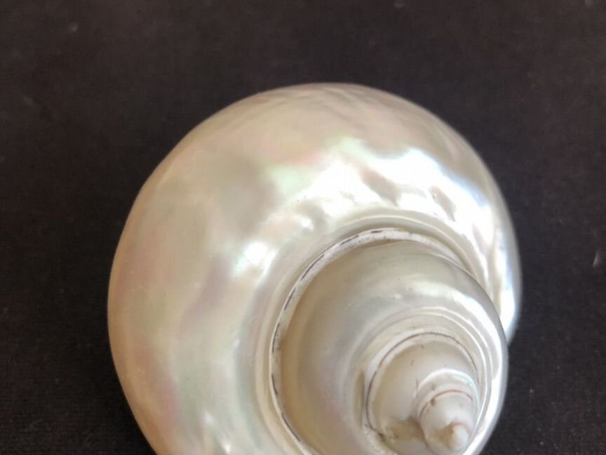 Ракушка перламутровая