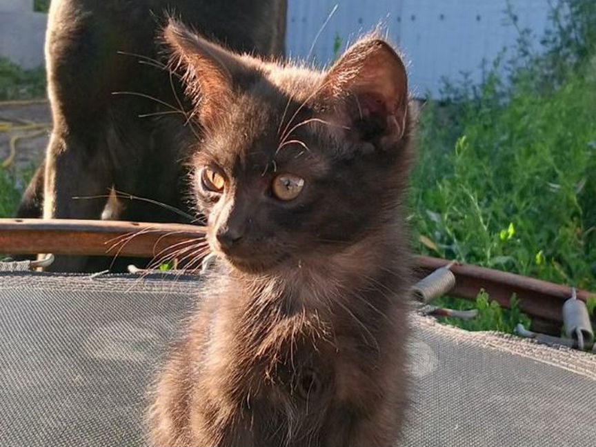 Черные котята (мальчик и девочка)