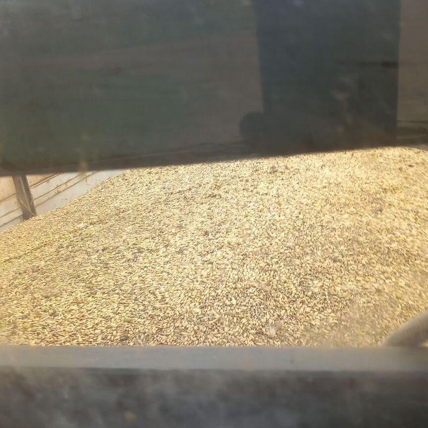 Зерно отходы пшеничные