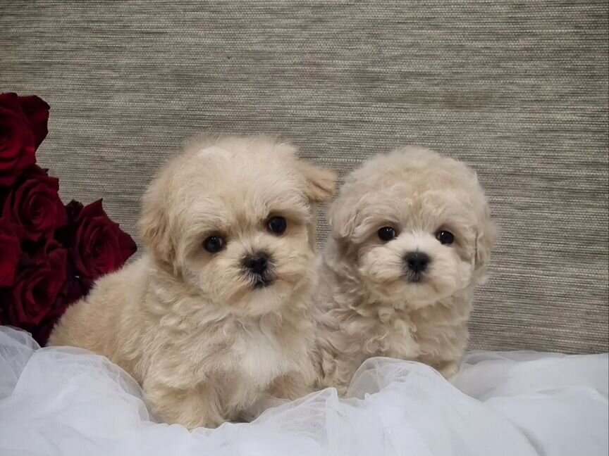 Мальтипу F1 мини мальчики