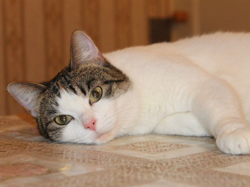 Я не справилась - ей нужен дом