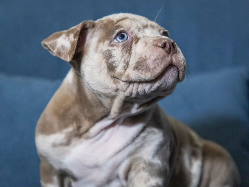 Американский булли