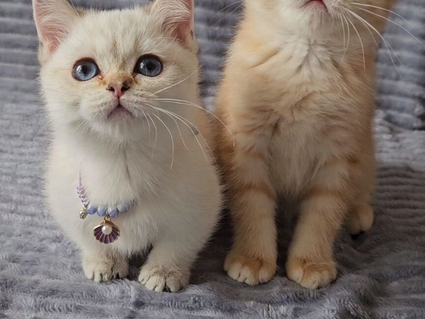 Коротколапые и длиннолапые котята