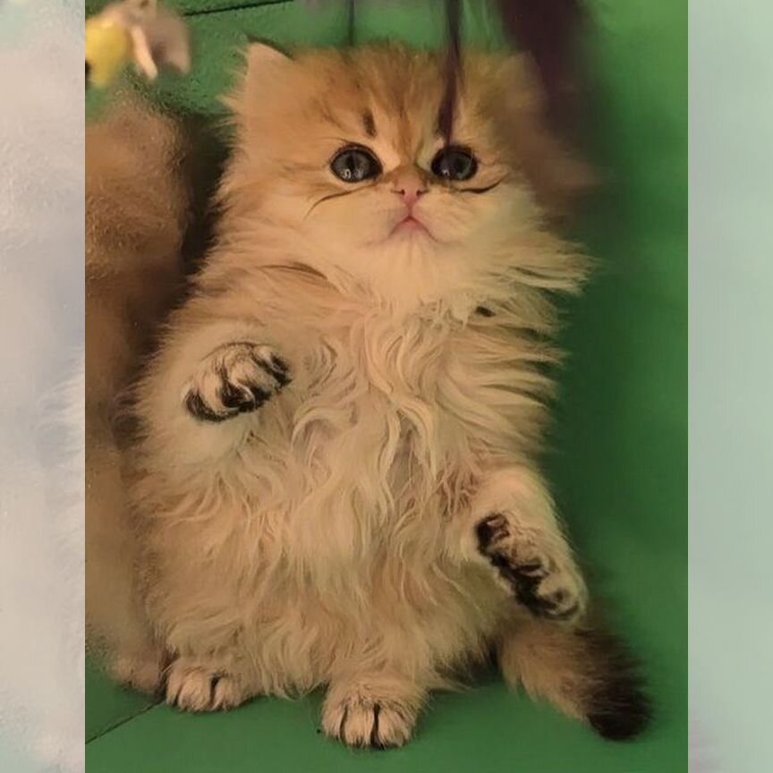 Золотые няшечки)
