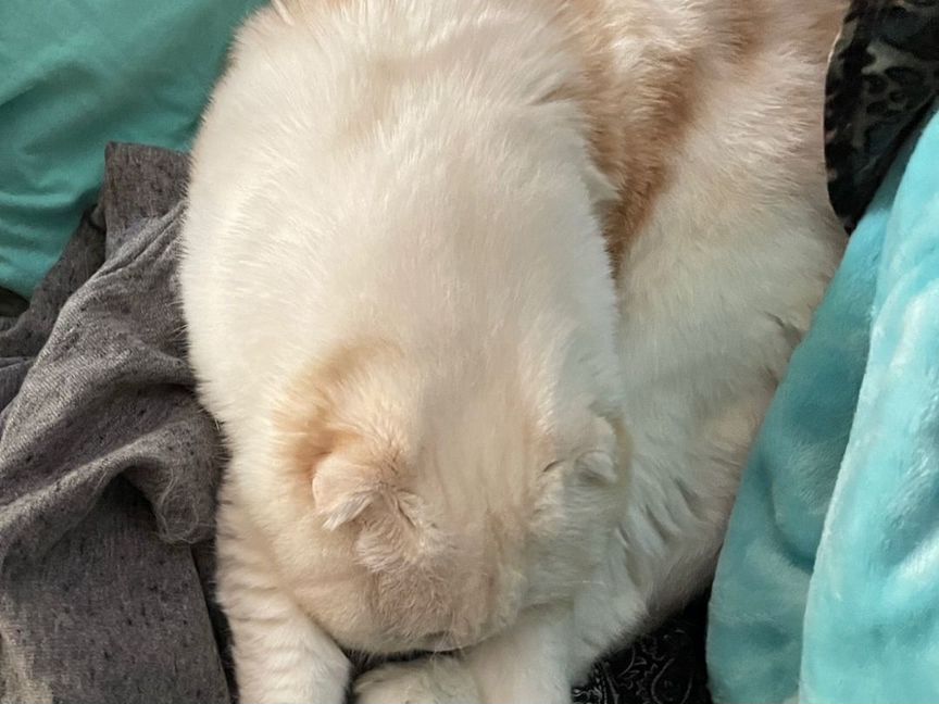 Шотландский вислоухий кот