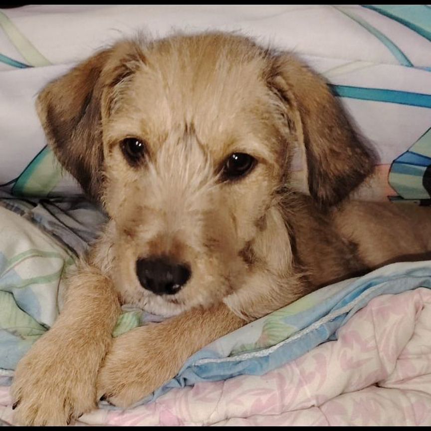 Умняшка ищет дом