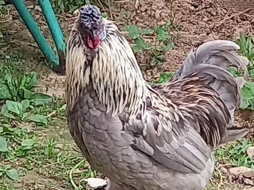 Куры петухи