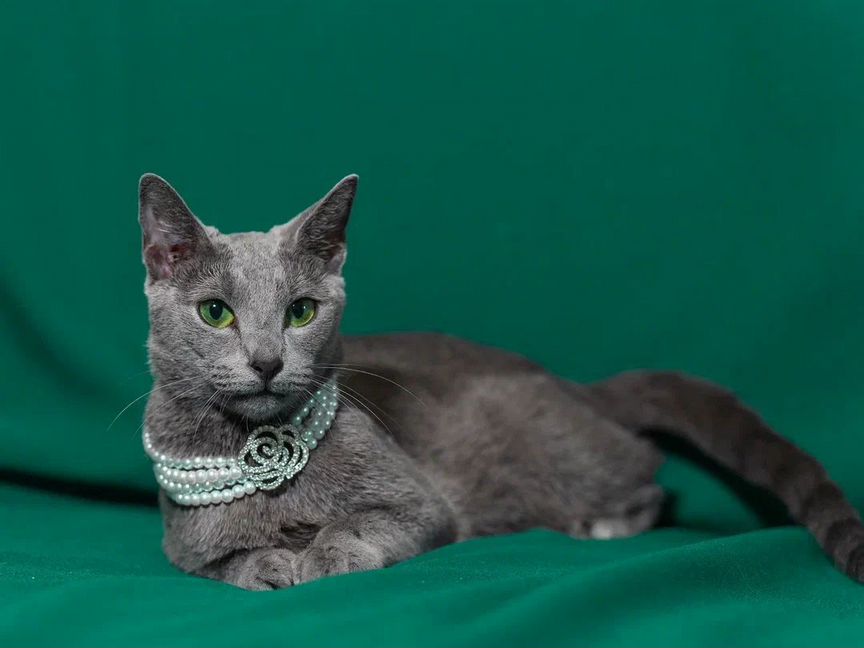 Русская голубая девочки