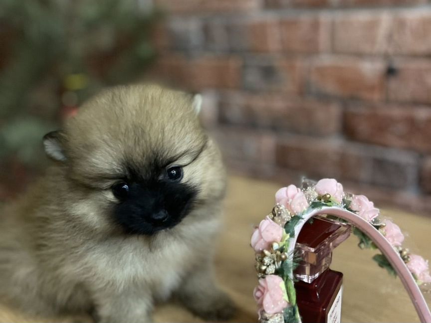 Померанская принцесса