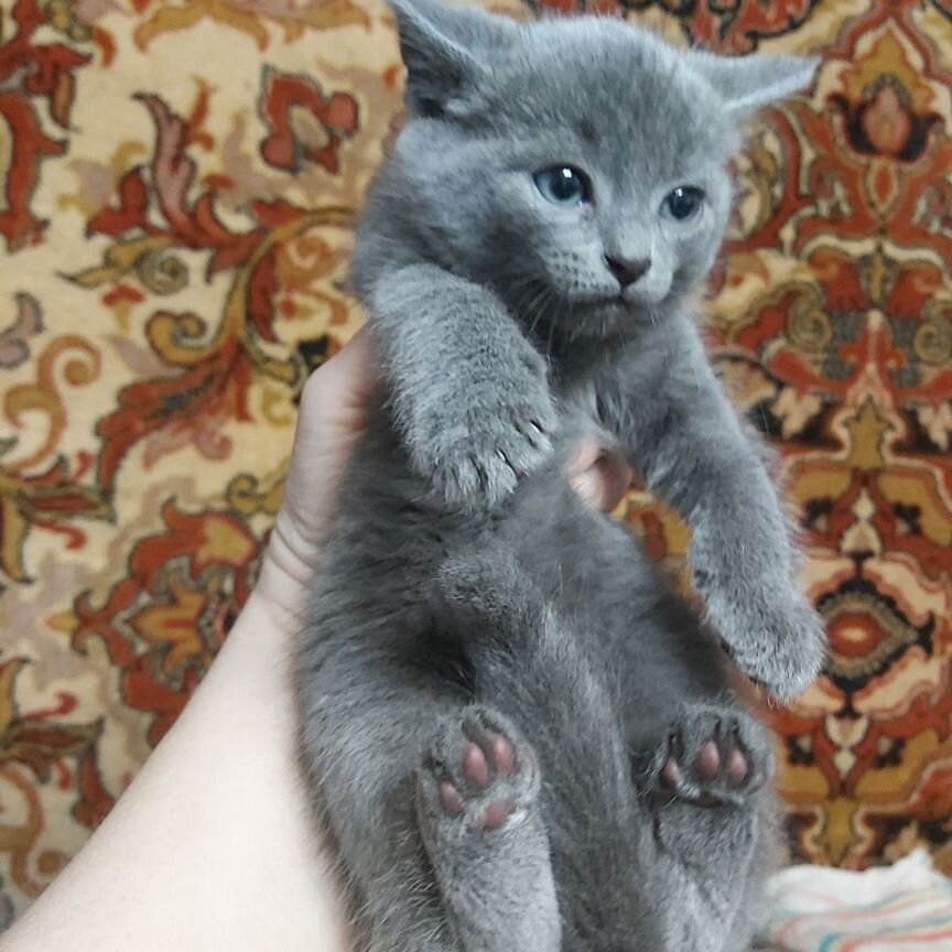 Котята