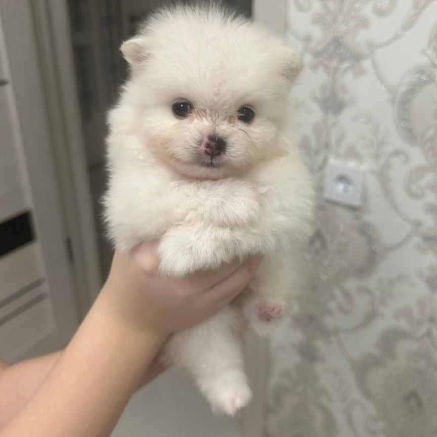 Померанский шпиц