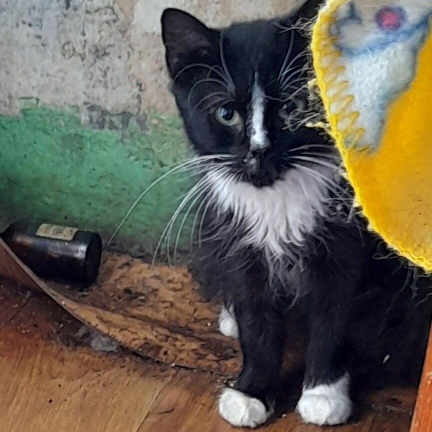 Очень нужна помощь кошкам
