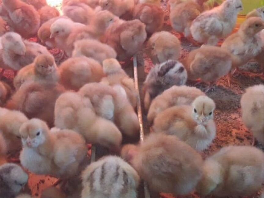 Мастер грей Гриз бар Ред бро цветной бройлер