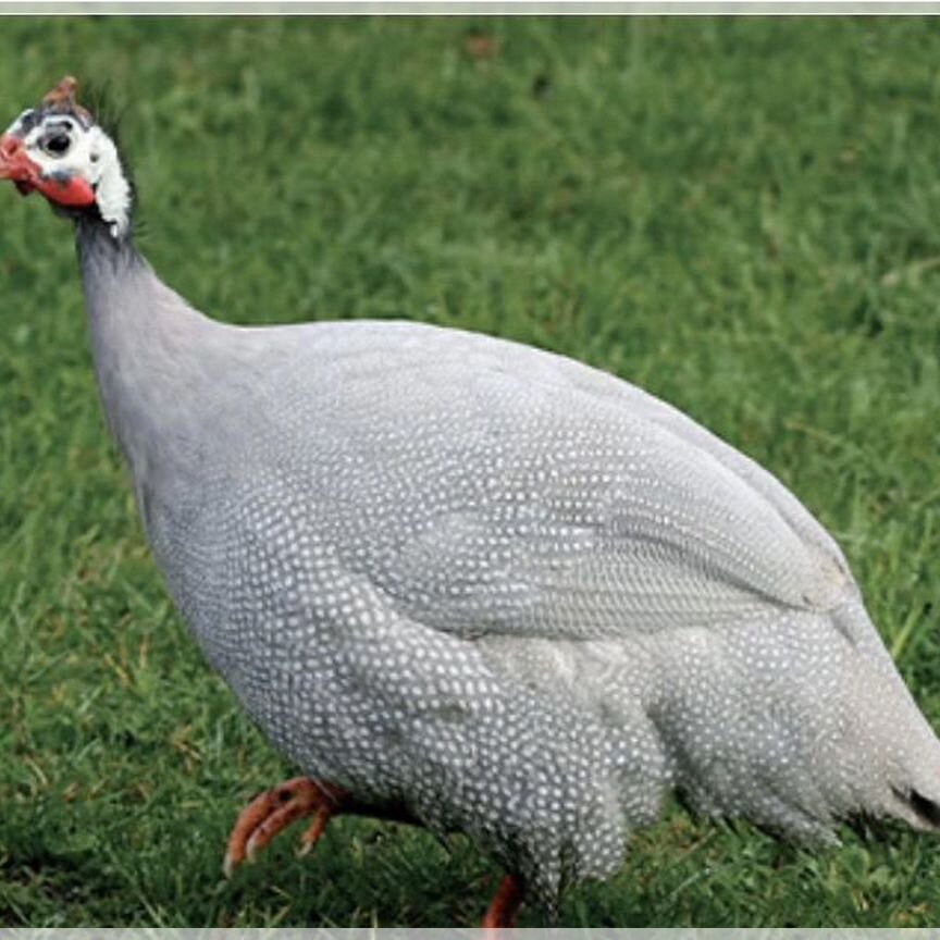 Продаются цесарки молодые 2 шт