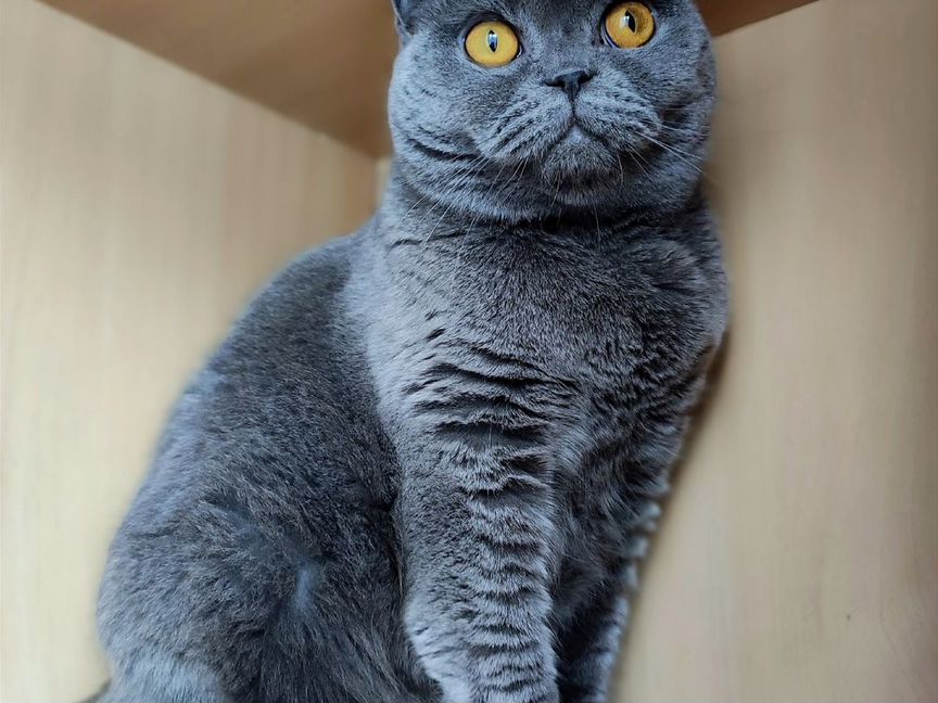 Кошки
