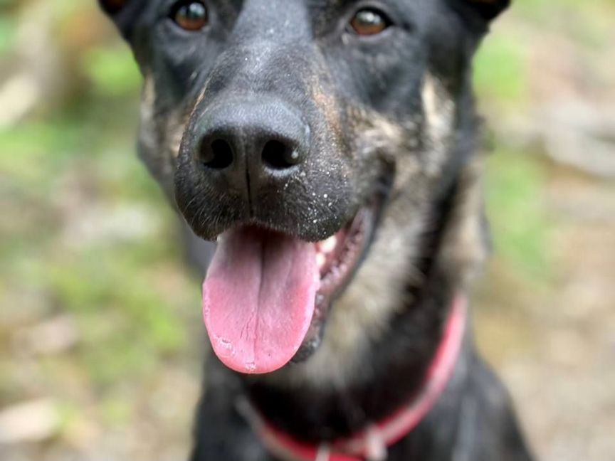 Собака инвалид из приюта ищет дом