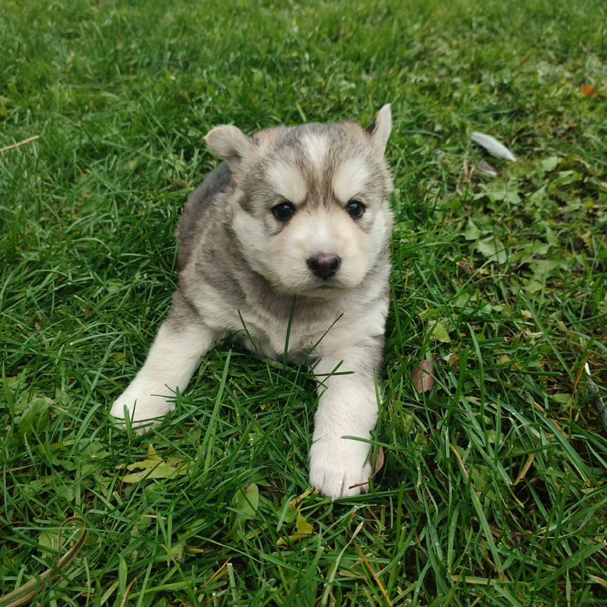 Сибирский хаски