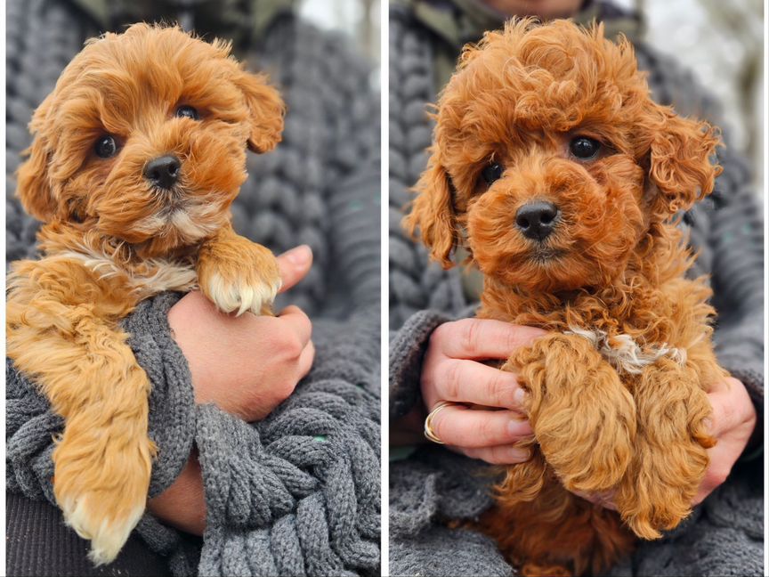 Детки Мальтипу