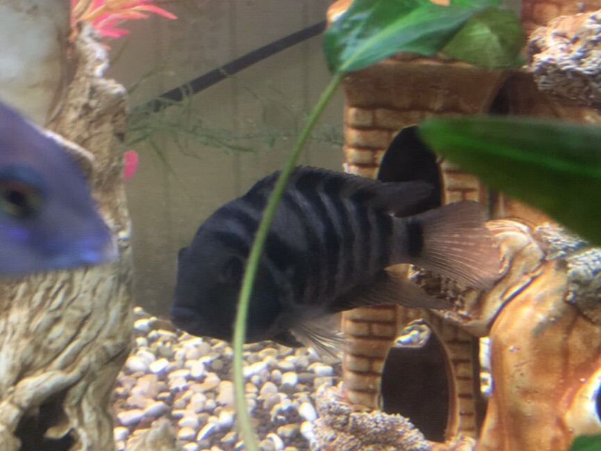Цихлозома чернополосая