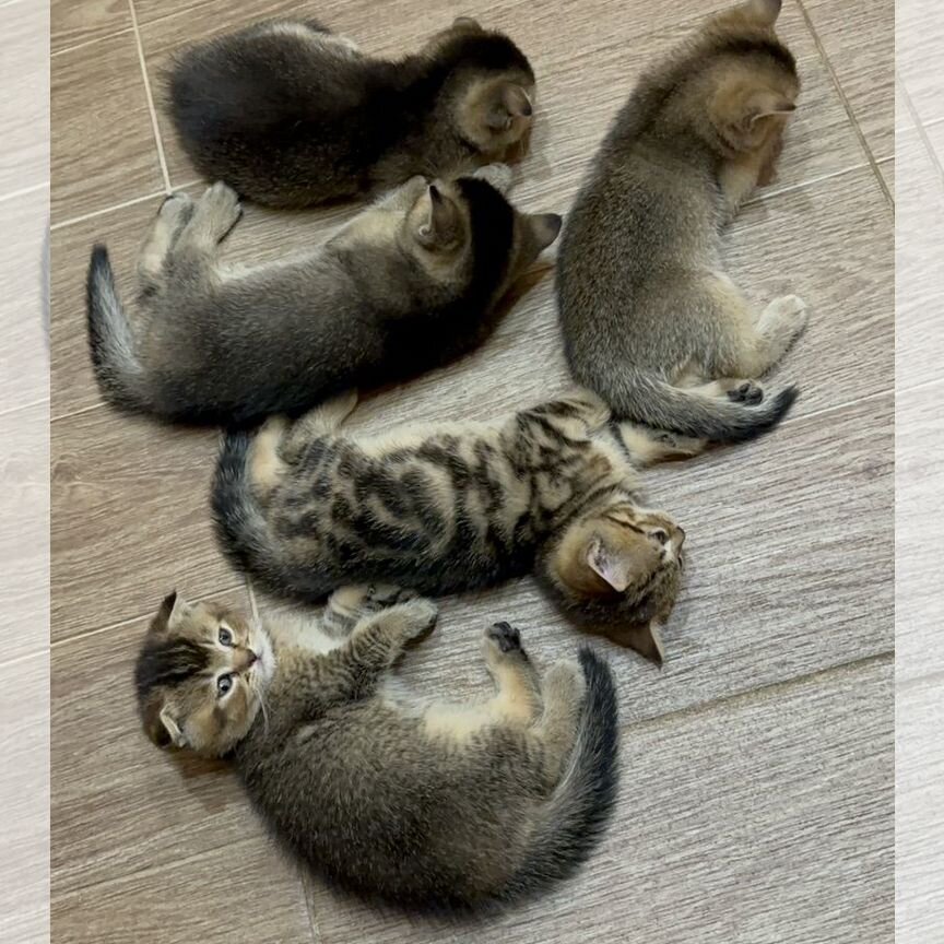 Шотландская