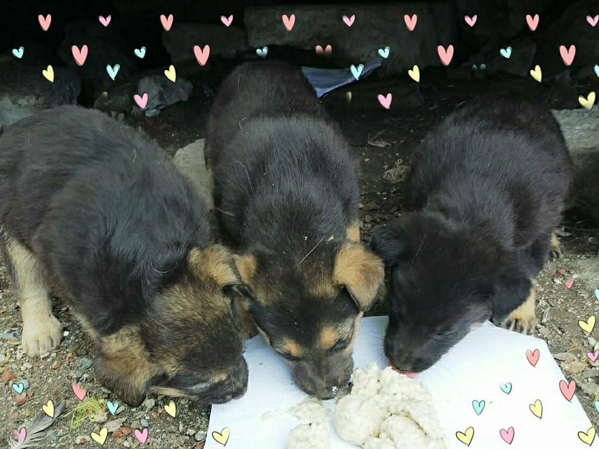 Щенок девочка мальчик 5 недель