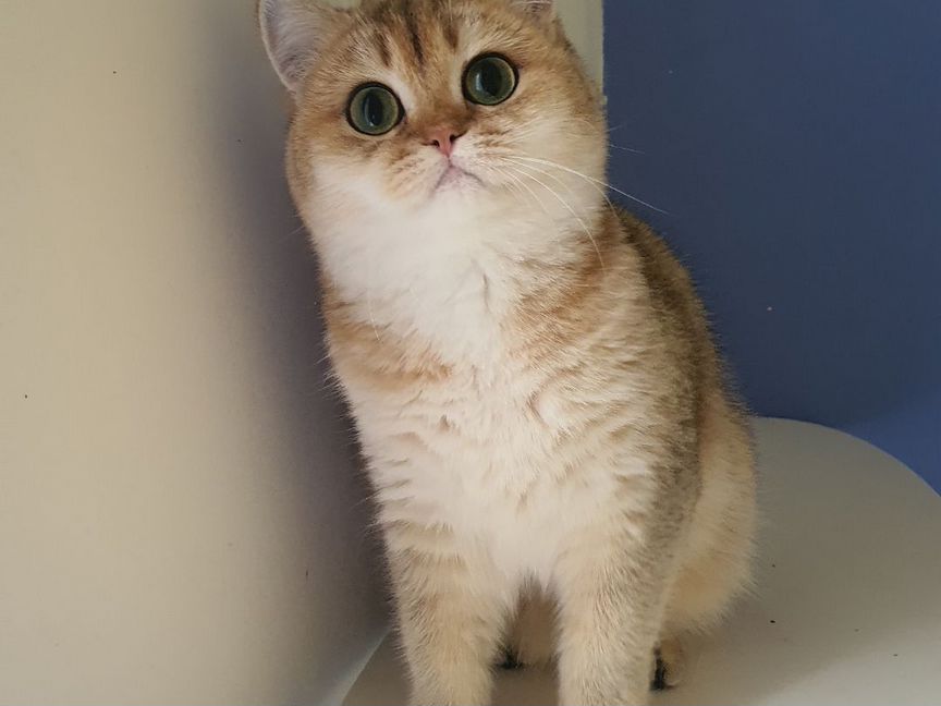 Британская кошка