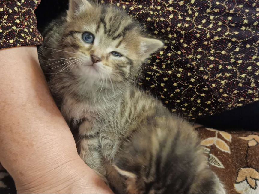 Котята от породистой кошки