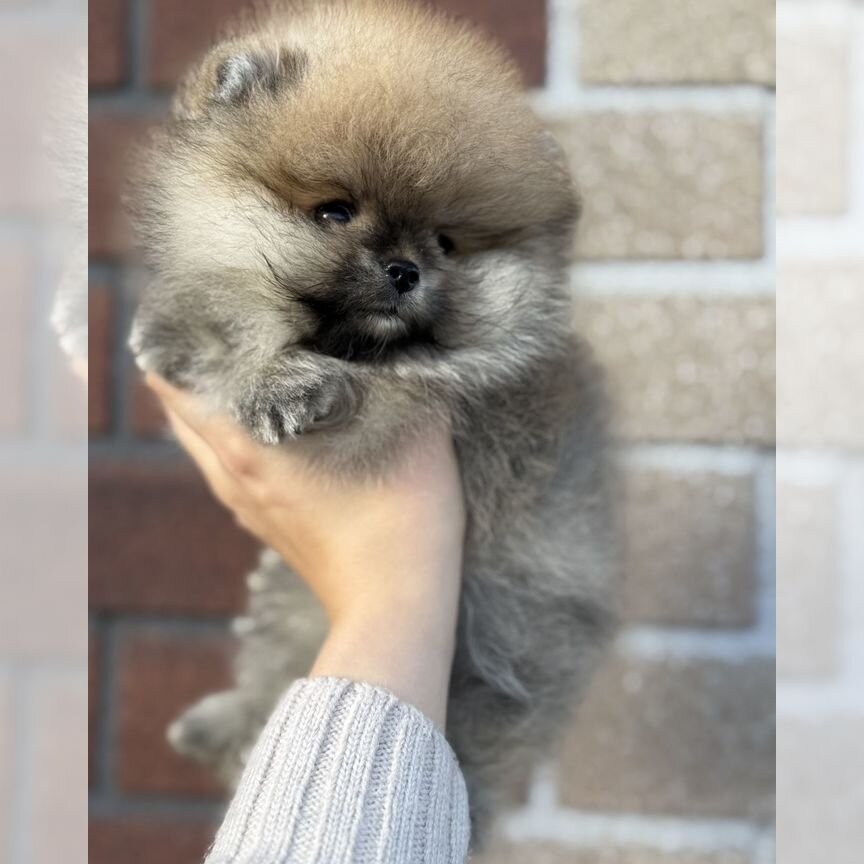 Померанский шпиц, щенок