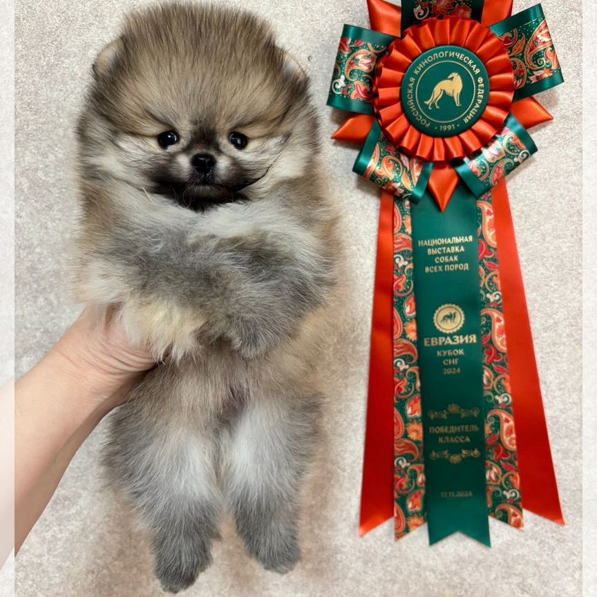 Померанский шпиц, щенок