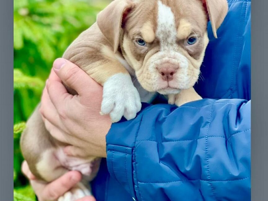 Крошка булли