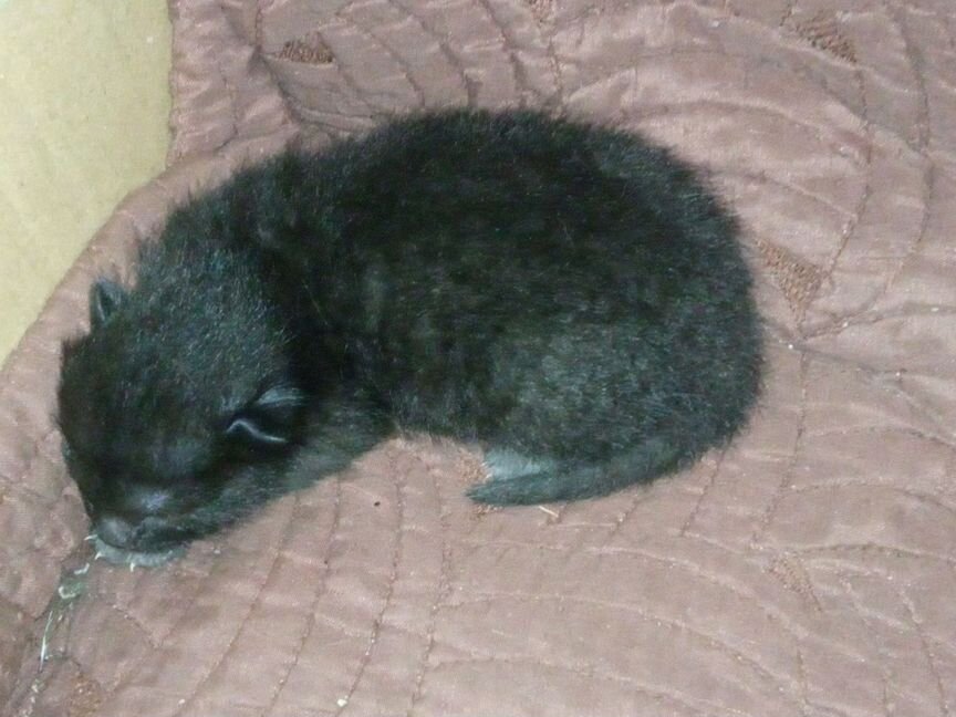 Котёнок домашний, нужен хороший хозяин