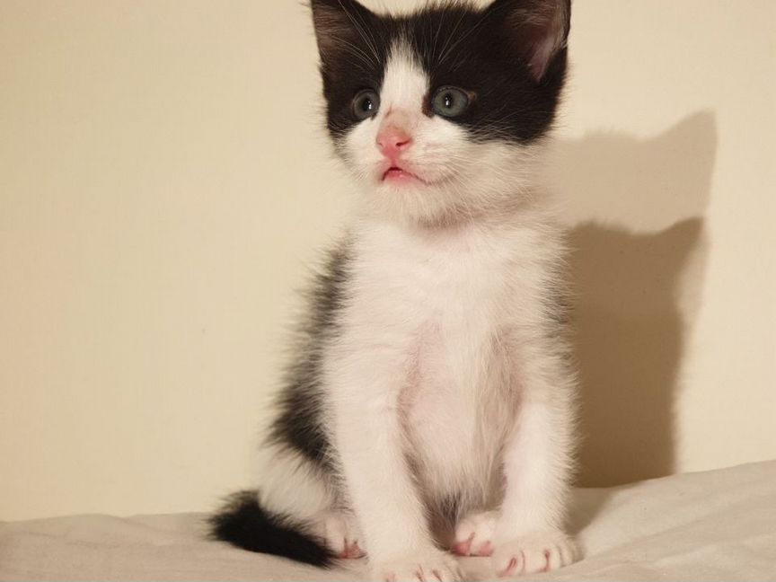 Лучик - котенок мальчик 1,5 мес