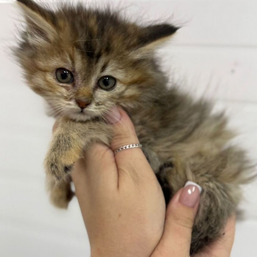 Сибирский котёнок