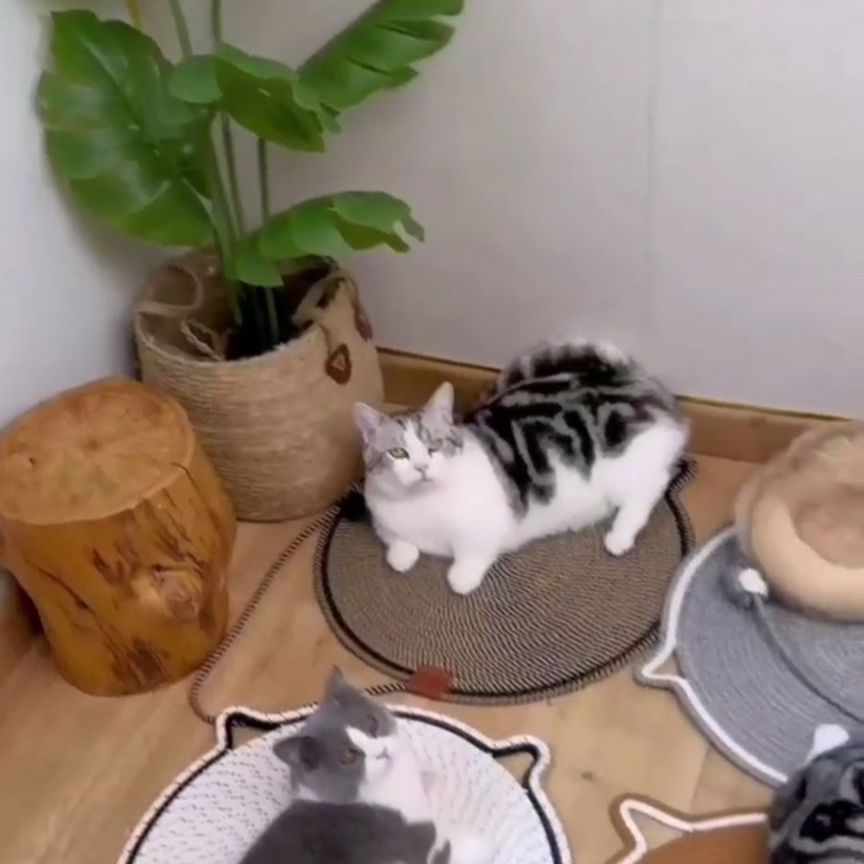 Лежанка для кошек с когтеточкой